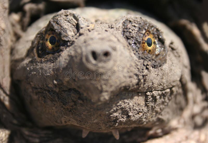 Snapping Turtle s Face stock photo. Image of serpentina - 2508460