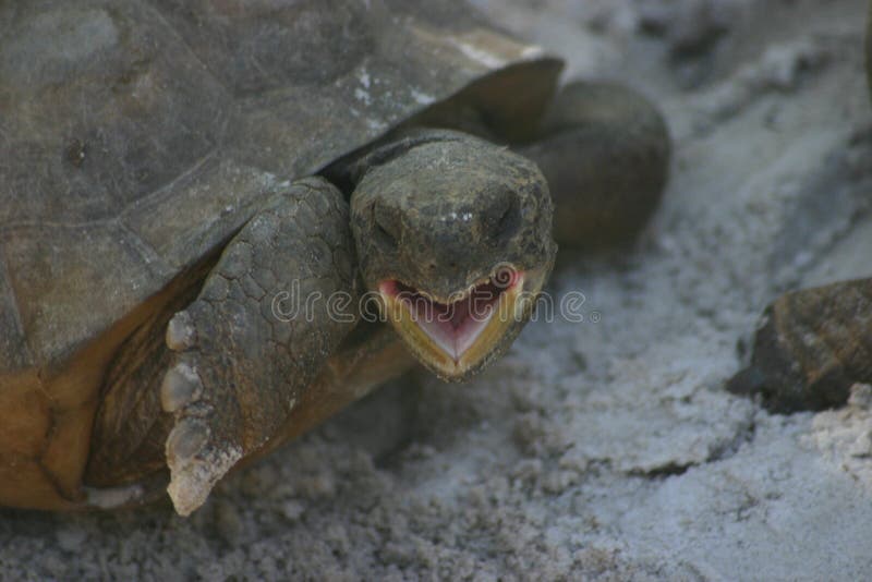 Gopher turtle stock photo. Image of gopher, burrow, land - 55981008