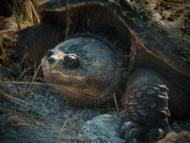 Snapping Turtle on Side of Gravel Path with Remnants of Duckweed on ...