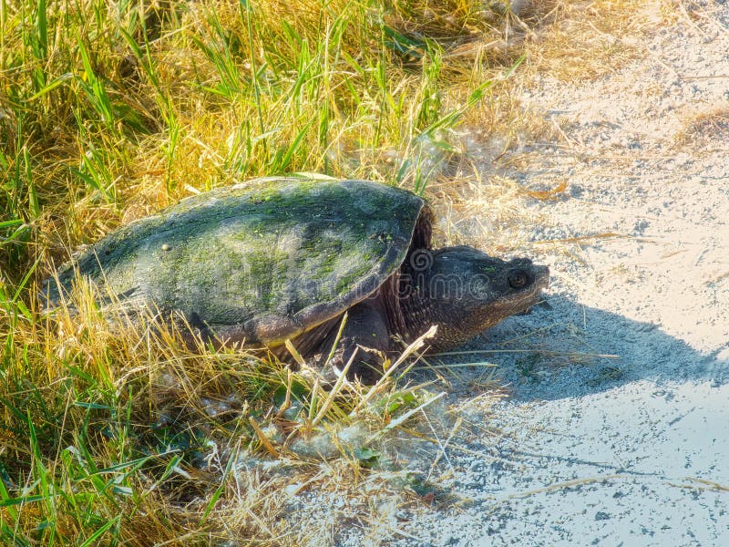 Snapping Turtle on Side of Gravel Path with Remnants of Duckweed on ...