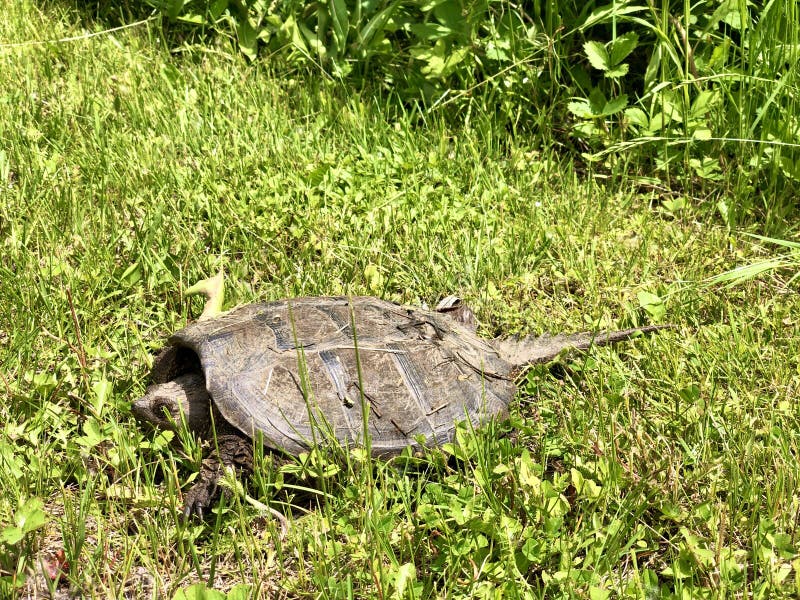 Snapping turtle stock image. Image of snapping, reptile - 255322551