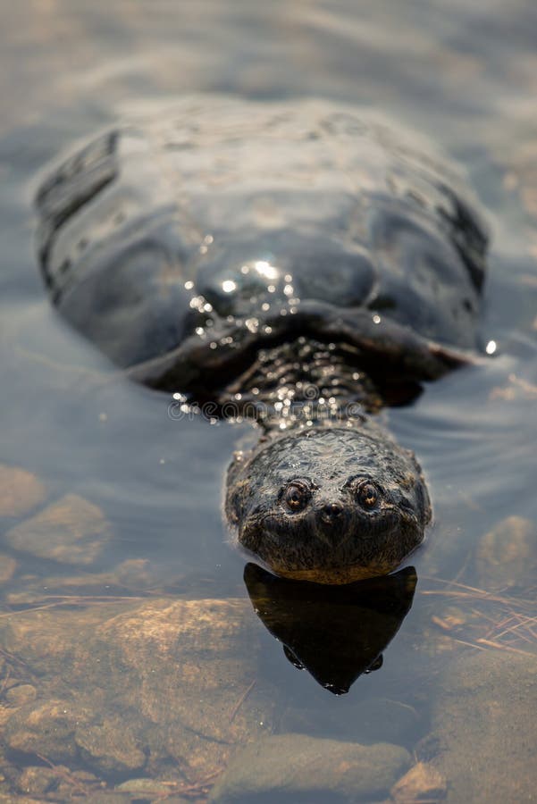 Snapping Turtle Stare stock photo. Image of staring - 247085352