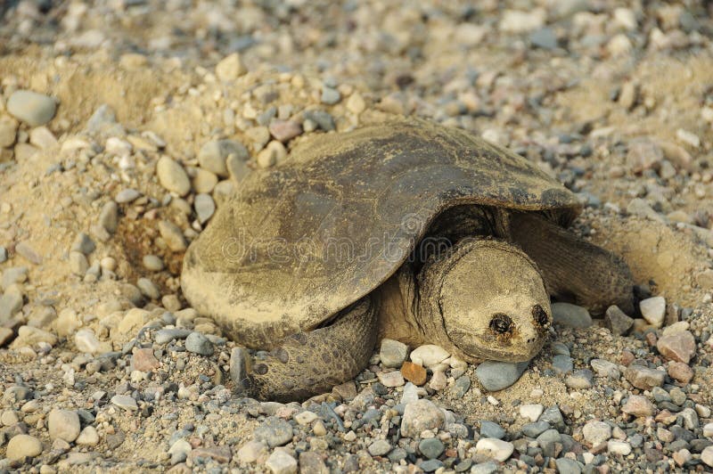 Snapping Turtle Stock Photos. Snapping Turtle Laying Eggs Stock Photo ... Snapping Turtle Stock Photos. Snapping Turtle Laying Eggs Stock Photo ...