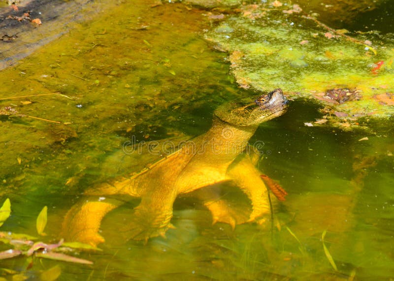 Snapping Turtle Eggs (Chelydra Serpentina) Stock Image - Image of ...