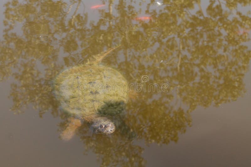 Snapping Turtle Swimming in Murky Pond Water with Just Its Head and ...