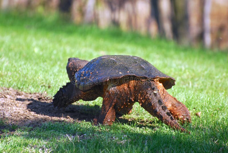 Snapping Turtle Tail Stock Photos - Free & Royalty-Free Stock Photos ...