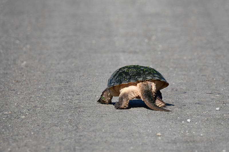 Snapping Turtle Wanders Up the Middle of a Country Road Stock Photo ...