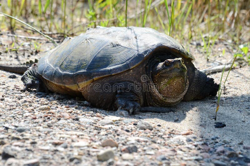 Giant Snapping Turtle Stock Photos - Free & Royalty-Free Stock Photos ...