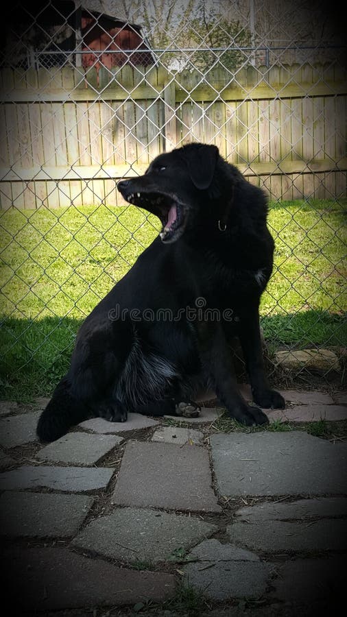 Snapping Yawn stock photo. Image of yawn, snapping, black - 72396742