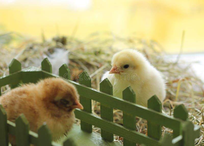 Cute chicken chick bird stock image. Image of protected - 31162293