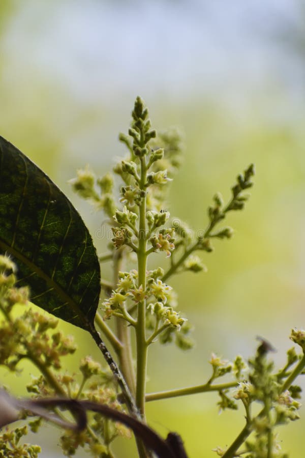 Omango Photos - Free & Royalty-Free Stock Photos from Dreamstime