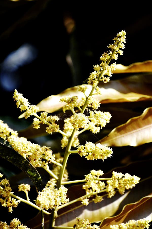 Omango Stock Photos - Free & Royalty-Free Stock Photos from Dreamstime