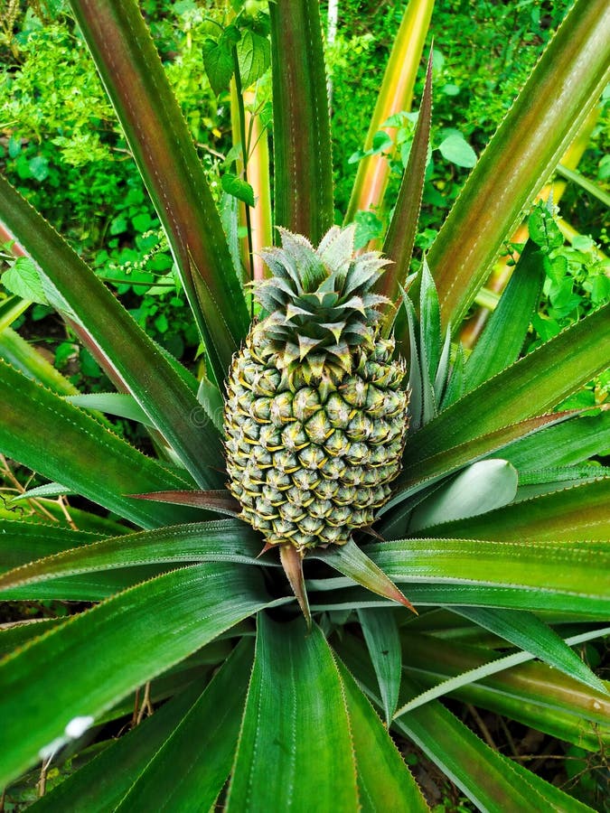 Snapshot of Pineapple Fruit, before Harvesting Stock Photo - Image of ...