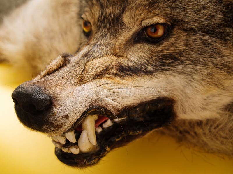 Snarl of wolf stock photo. Image of stuffed, orange, mammals - 20312816