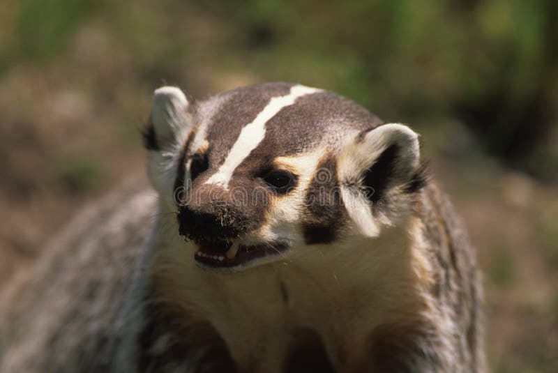 Snarling Badger at Den stock photo. Image of animal, burrow - 11402460