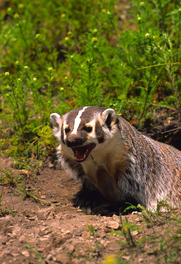 Snarling Badger at Den stock photo. Image of animal, burrow - 11402460