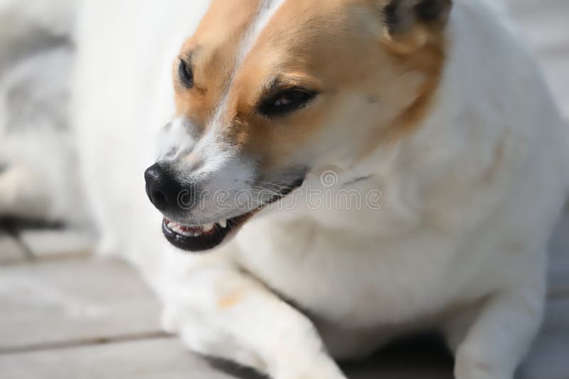 Snarling dog stock image. Image of growling, vicious, protective - 54945