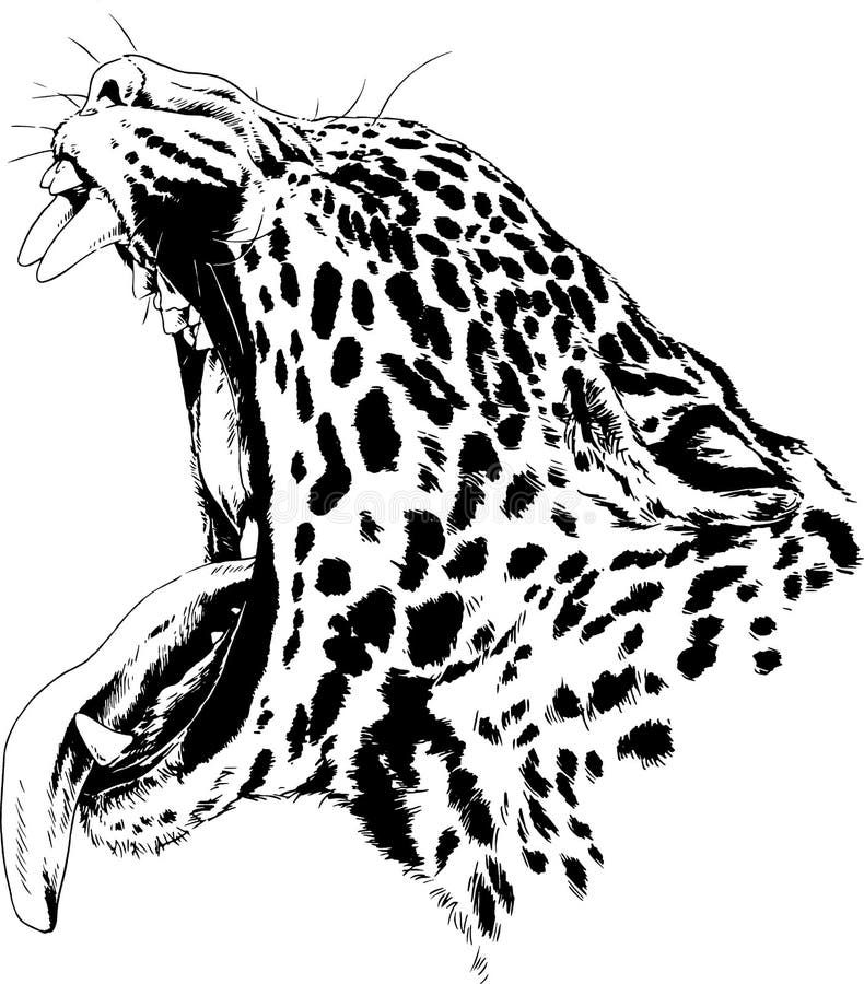 Snarling Face of a Leopard Painted by Hand Stock Vector - Illustration ...