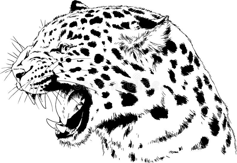 Snarling Face of a Leopard Painted by Hand Stock Vector - Illustration ...