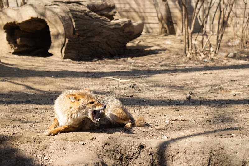 Snarling fox stock photo. Image of snout, landscape, canine - 90547870