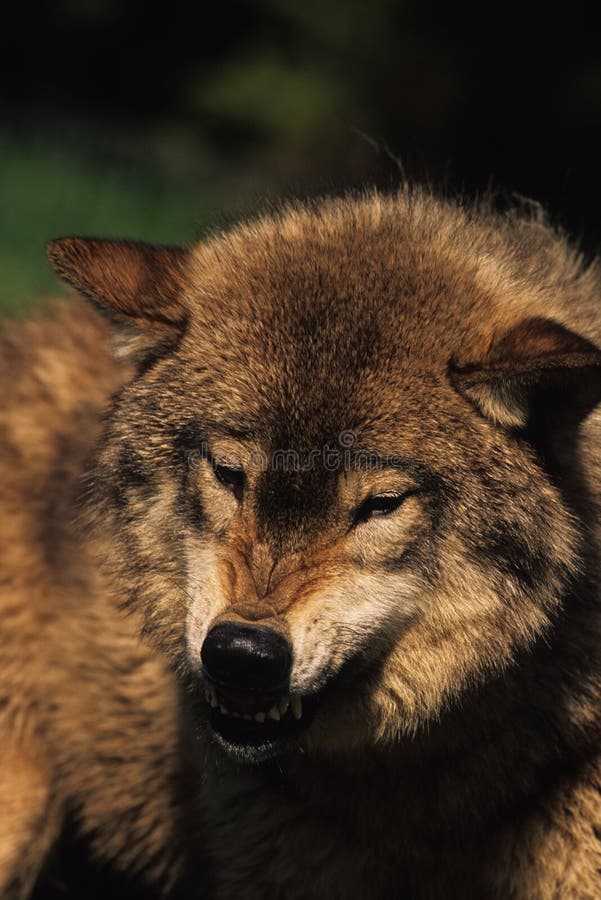 Snarling Gray Wolf stock image. Image of fangs, aggression - 8707355