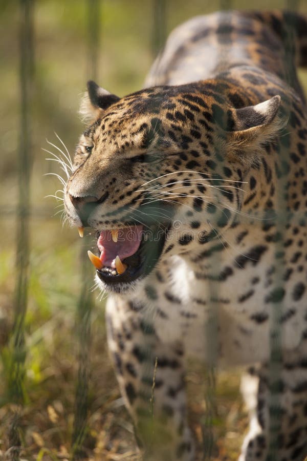Snarling leopard portrait stock photo. Image of pardus - 126779744
