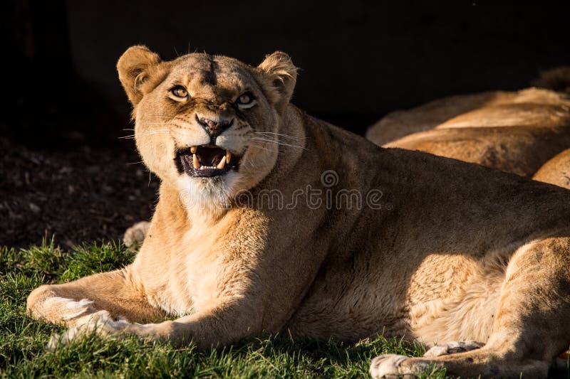 Snarling lioness stock photo. Image of horned, holidays - 16540218