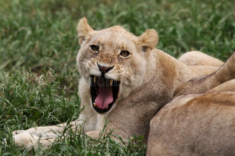 Snarling Lioness stock image. Image of angry, open, resting - 6648365