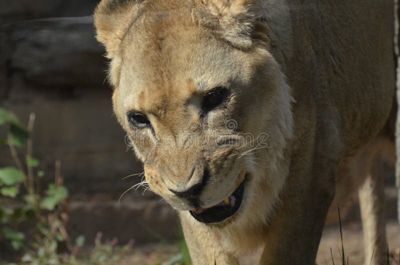 Snarling Lioness with Her Teeth Visible Stock Photo - Image of growling ...