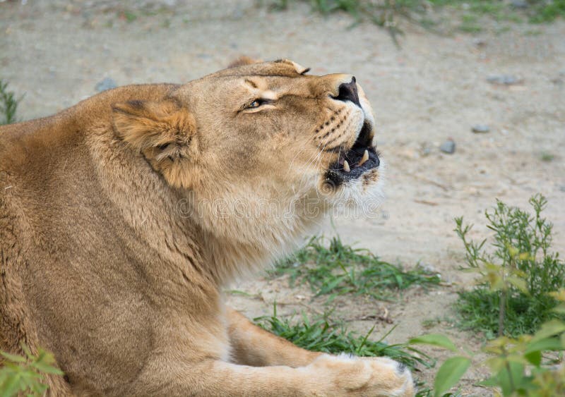 Snarling lioness stock photo. Image of excellence, wildlife - 54477614