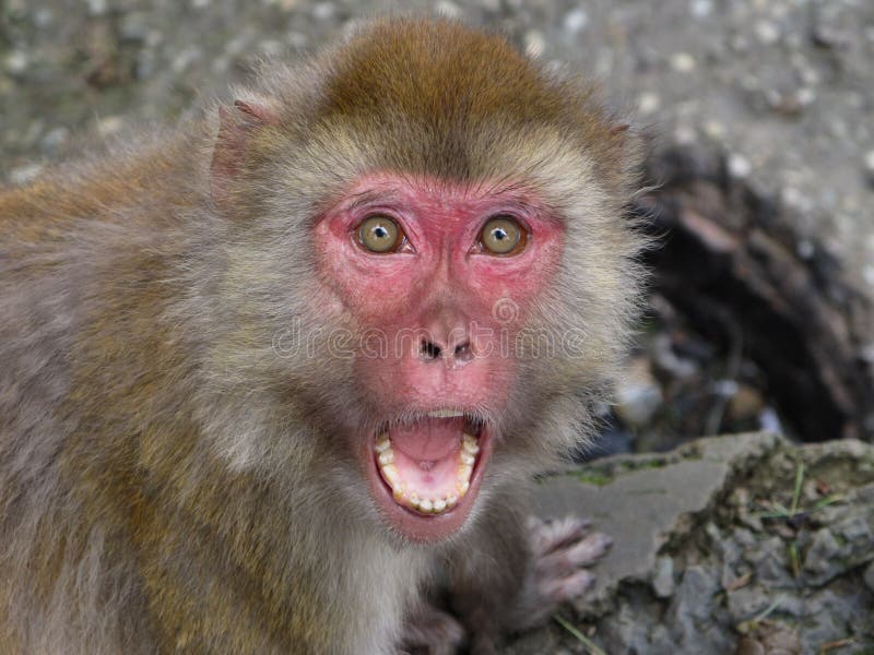 Snarling Monkey stock photo. Image of india, pink, himalayas - 23470530