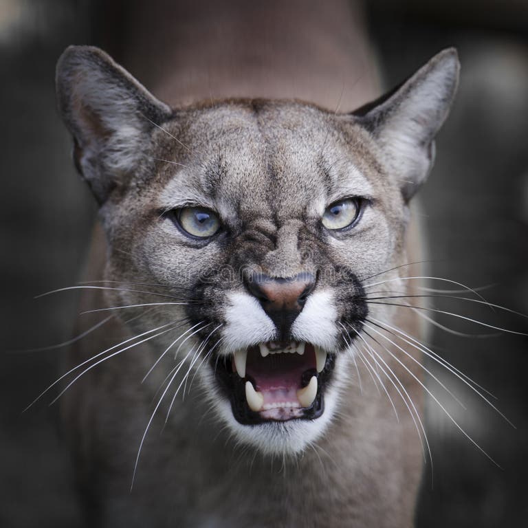 Snarling Puma stock image. Image of puma, danger, teeth - 16410455