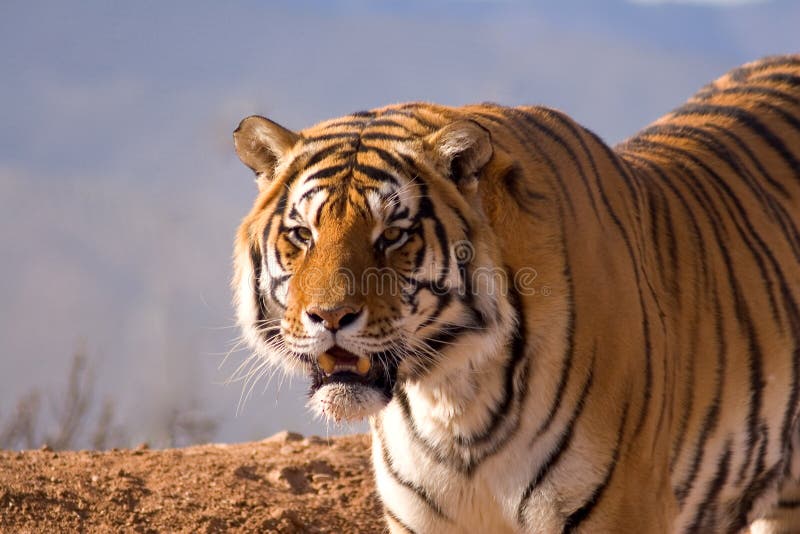 Snarling Tiger stock photo. Image of claw, safari, orange - 16344606