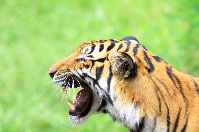 388 Snarling Tiger Stock Photos - Free & Royalty-Free Stock Photos from ...