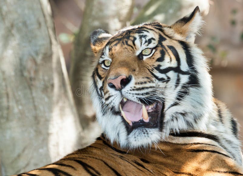 Snarling tiger stock image. Image of beautiful, feline - 45894151