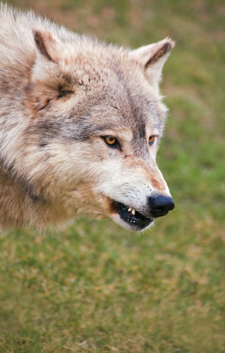 199 Snarl Wolf Stock Photos - Free & Royalty-Free Stock Photos from ...