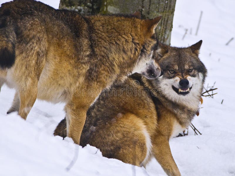 Snarling wolf stock photo. Image of snarling, wildlife - 17871456