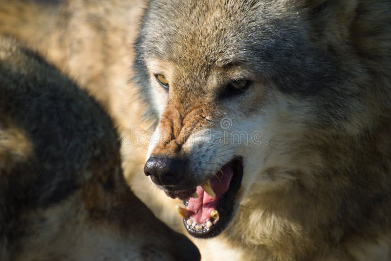 Snarling wolf stock photo. Image of lips, animal, color - 25119116