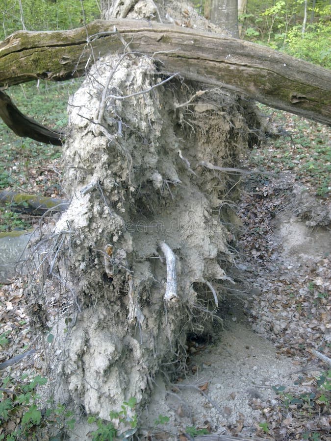 165 Ripped Root Stock Photos - Free & Royalty-Free Stock Photos from ...