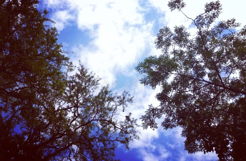 Sneak peak stock photo. Image of sneak, gaming, trees - 91064052