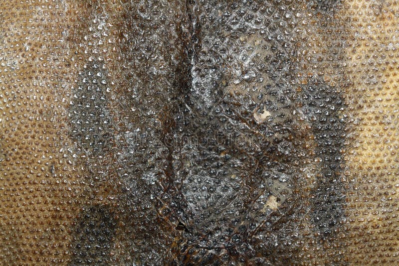 Sneak skin stock image. Image of animal, nature, thailand - 43300879