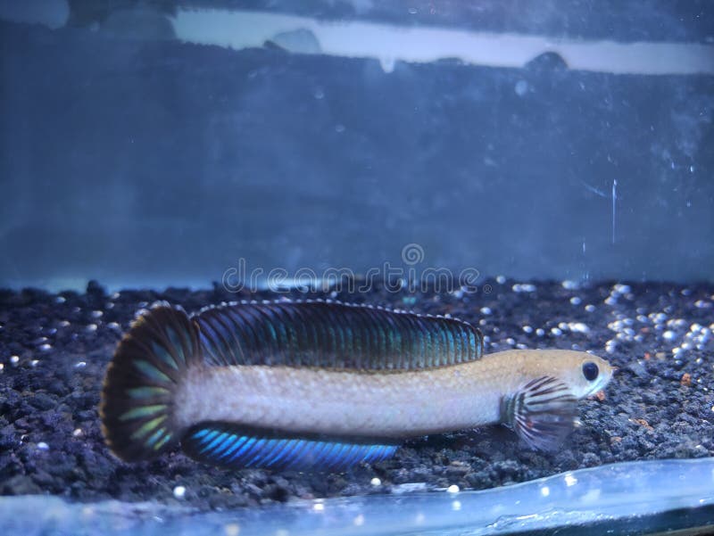 Sneakhad Fish Stock Photos - Free & Royalty-Free Stock Photos from ...