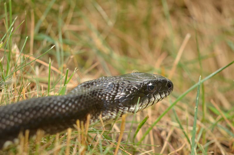 Sneaking Away stock photo. Image of black, field, snake - 25840258
