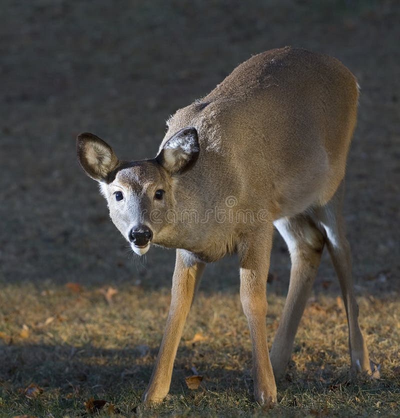Sneaking deer stock photo. Image of whitetail, deer, autumn - 17580494