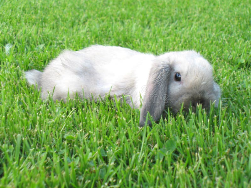 Sneaky Bunny stock photo. Image of grass, animal, rabbit - 11001872