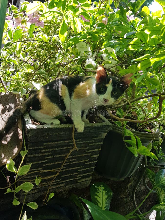 Sneaky Cat stock photo. Image of animal, tree, sneaky - 261733462