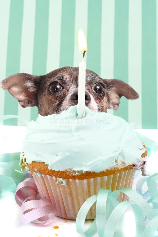 Cute dog with cupcake stock photo. Image of home, dessert - 93223974