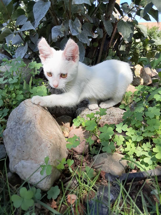 Sneaky kitty cat stock photo. Image of kitty, mammal - 237948022