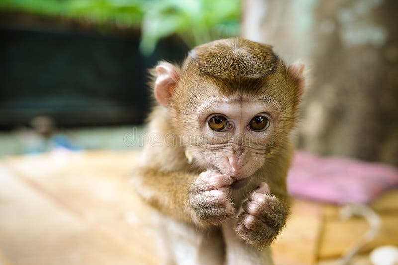 Sneaky Monkey stock image. Image of open, closeup, cute - 82009979
