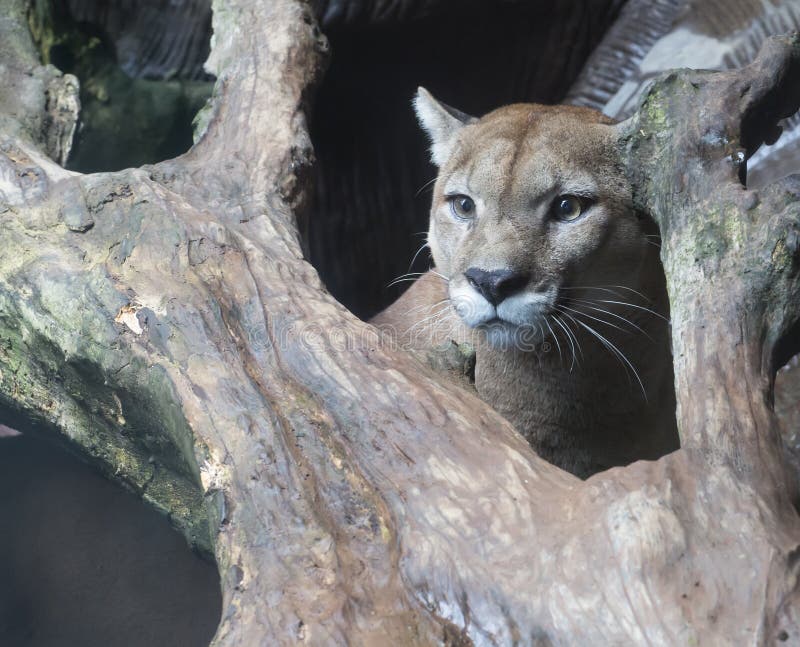 Mountain Lion Behind Tree Stock Photos - Free & Royalty-Free Stock ...